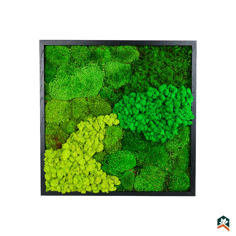 Eden Moss Frame 60x60cm – Mossaro
